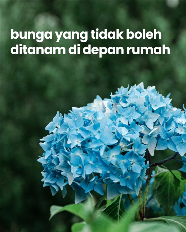 Bunga yang Tidak Boleh Ditanam di Depan Rumah